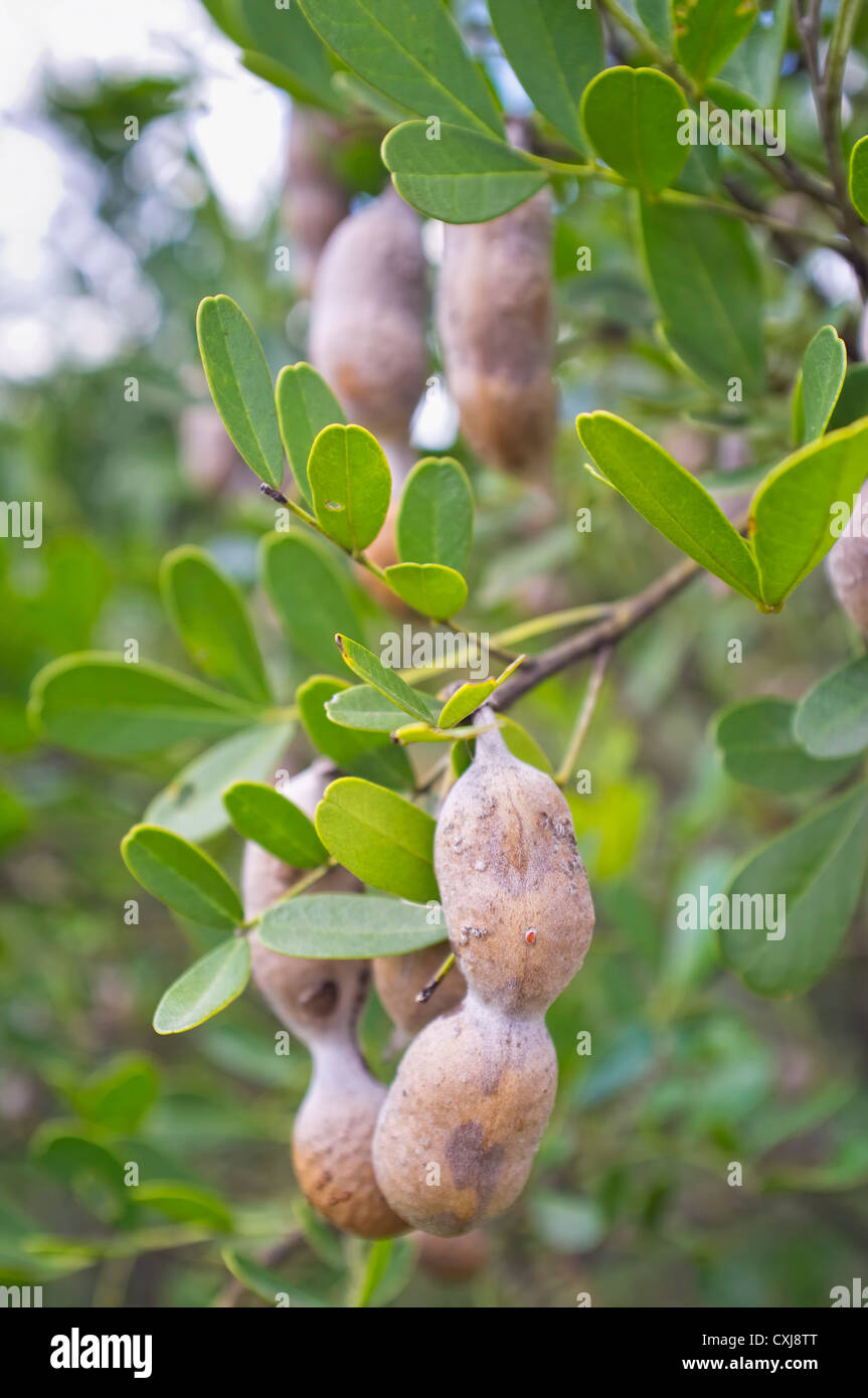 USA, Texas, Textas laurel tree with mescal beans Stock Photo - Alamy