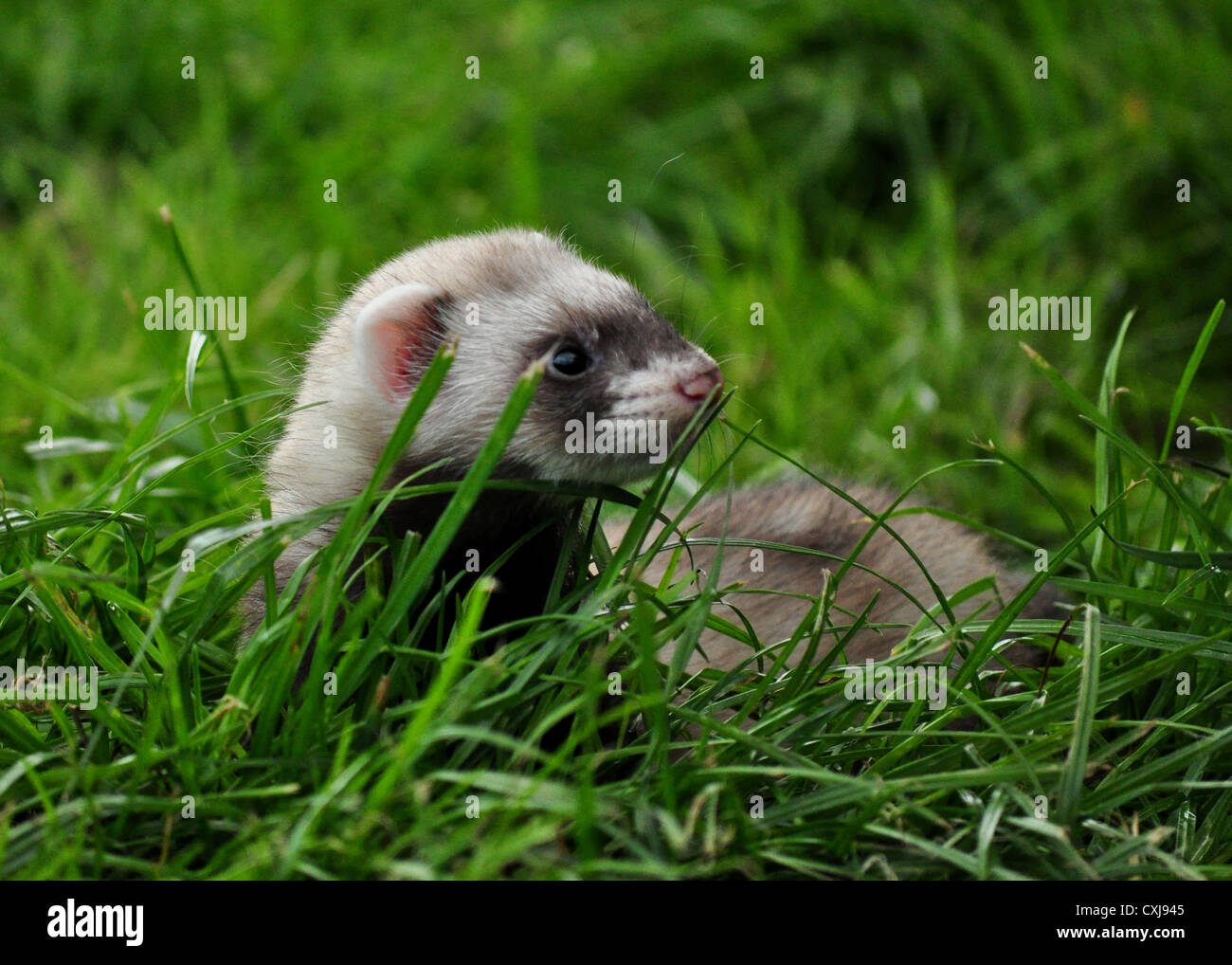 Ferret kit in the grass Stock Photo - Alamy