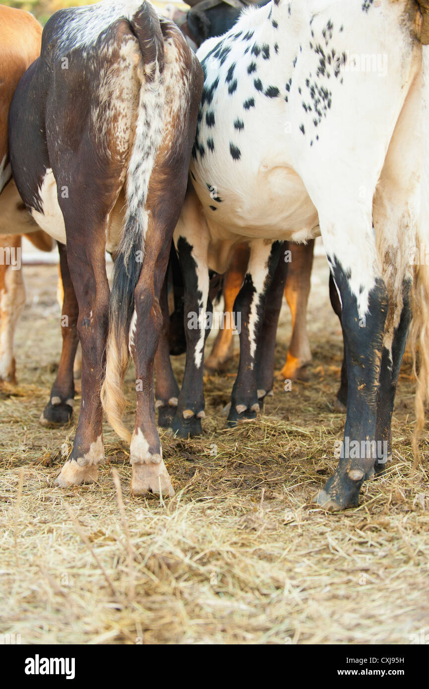 Four calves cow in hi-res stock photography and images - Alamy