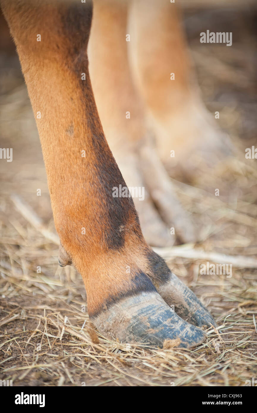 USA, Texas, Close up of cattle hoof Stock Photo - Alamy