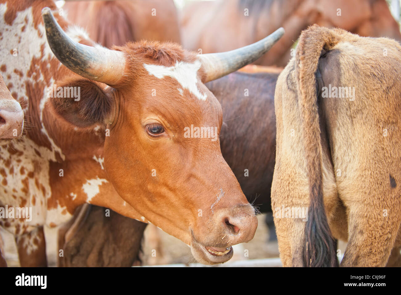 USA, Texas, Close up of Cattle bulls Stock Photo - Alamy