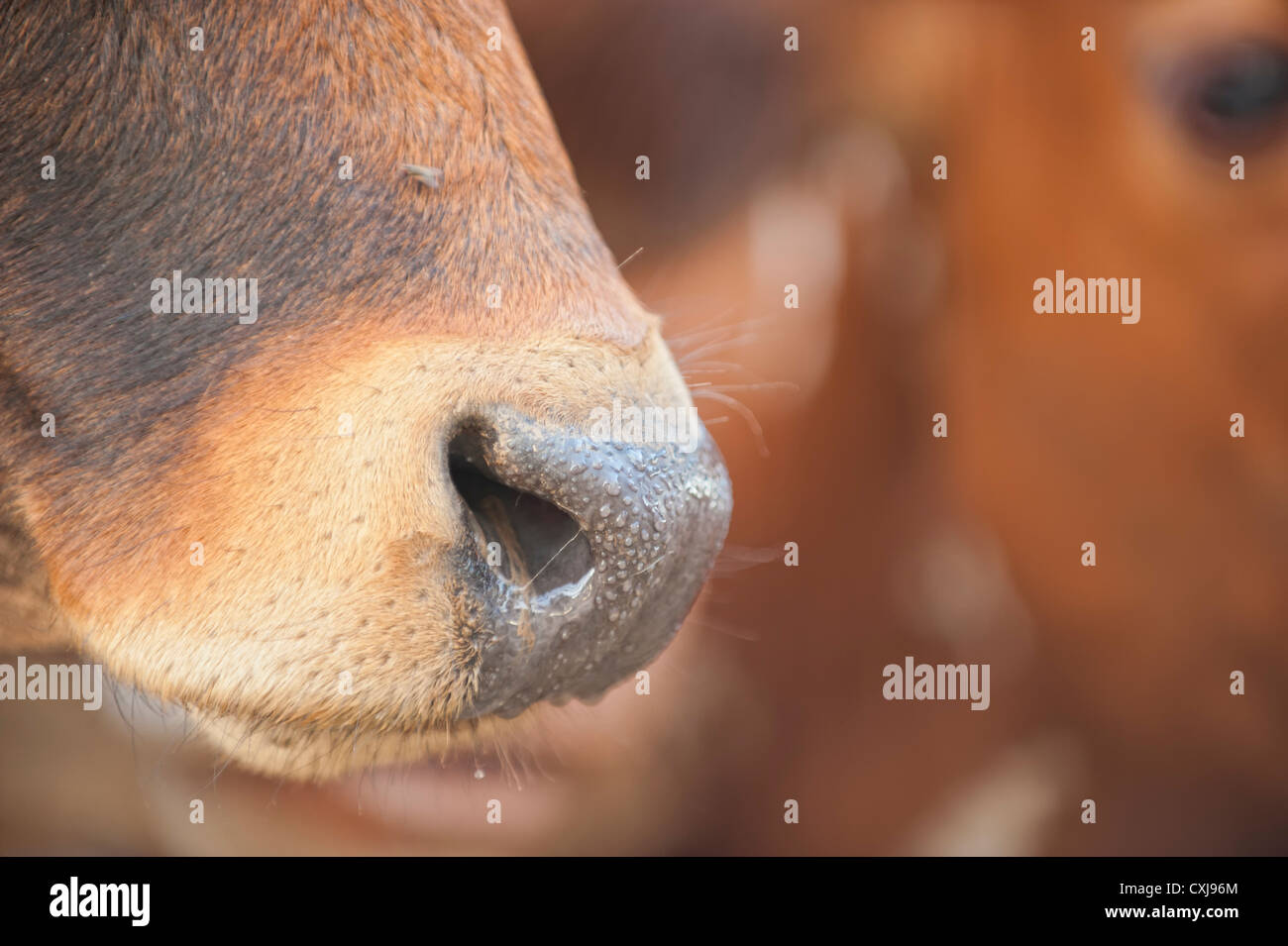 USA, Texas, Close up of cattle nose Stock Photo - Alamy