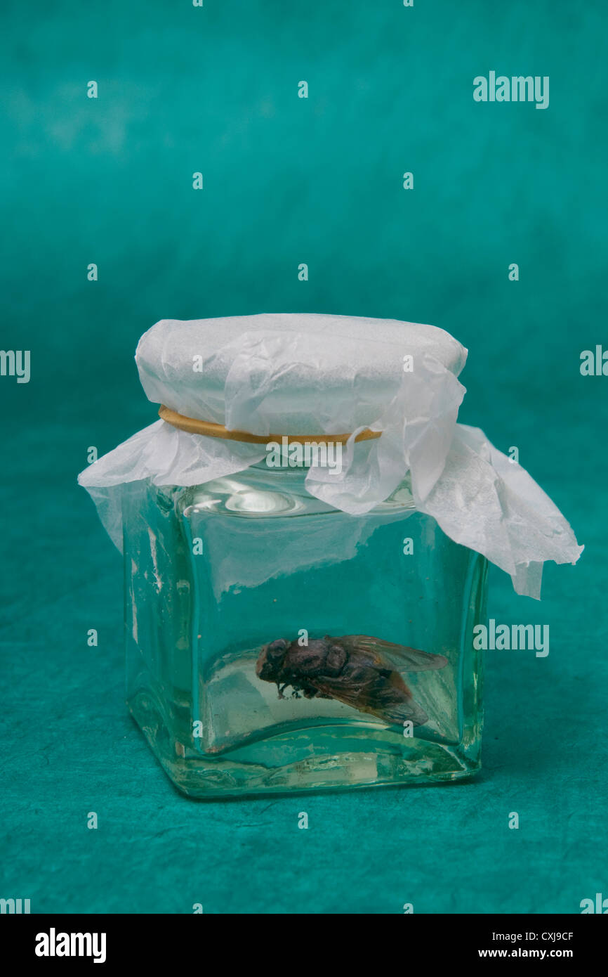Sealed glass jar with dead fly on green background Stock Photo - Alamy