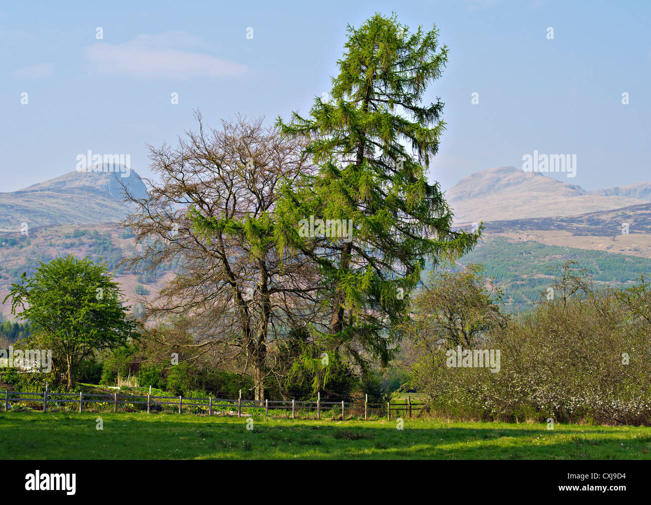 Tall larch tree in early spring with hawthorn and blackthorn coming ...