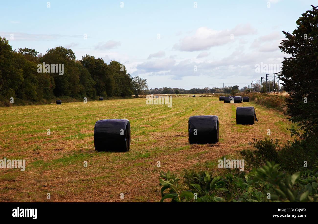 Black hay hi-res stock photography and images - Alamy