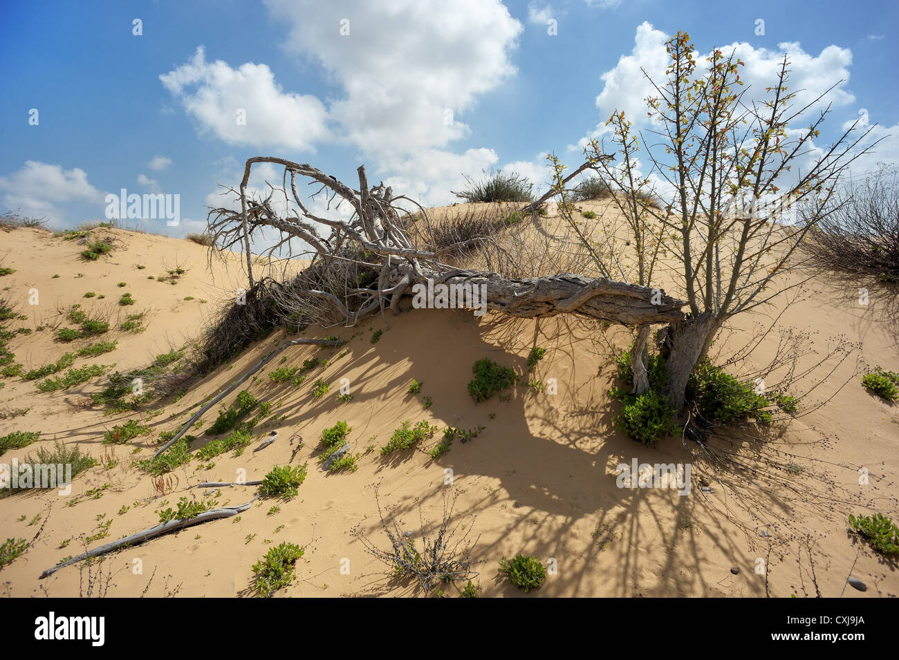 Dead Withered Tree Blue Sky High Resolution Stock Photography and ...