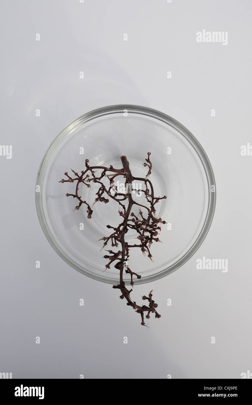 Empty grape stem in bowl hi-res stock photography and images - Alamy