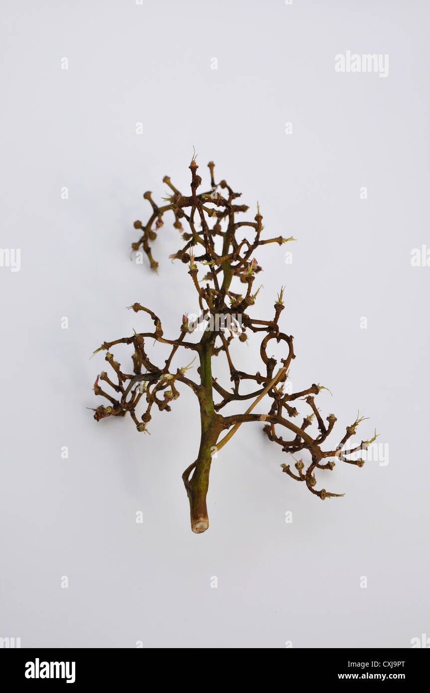 Empty grape stem on white background Stock Photo - Alamy
