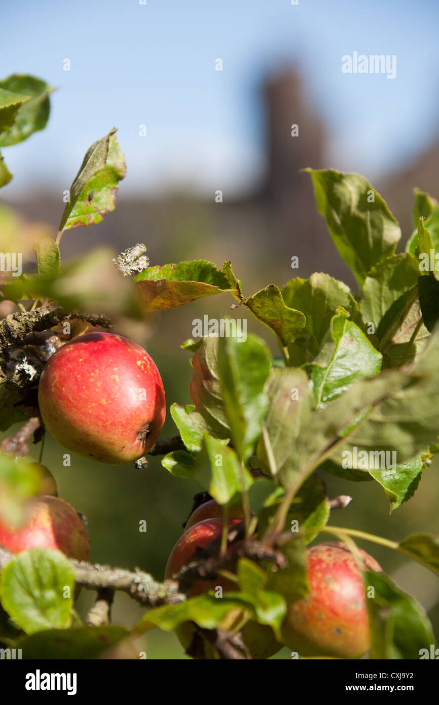 Town of Melrose, Scotland. Picturesque view of apple trees in Priorwood ...