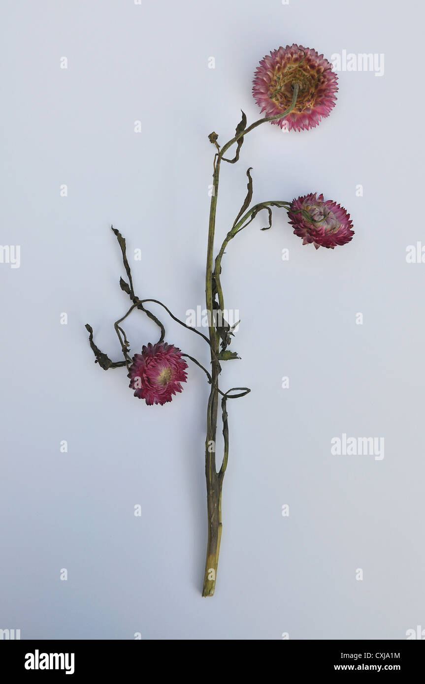 Dead flowers on white background Stock Photo - Alamy