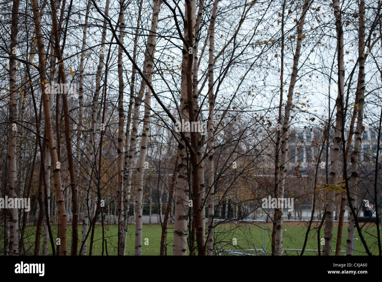 Birch trees outside tate modern hi-res stock photography and images - Alamy