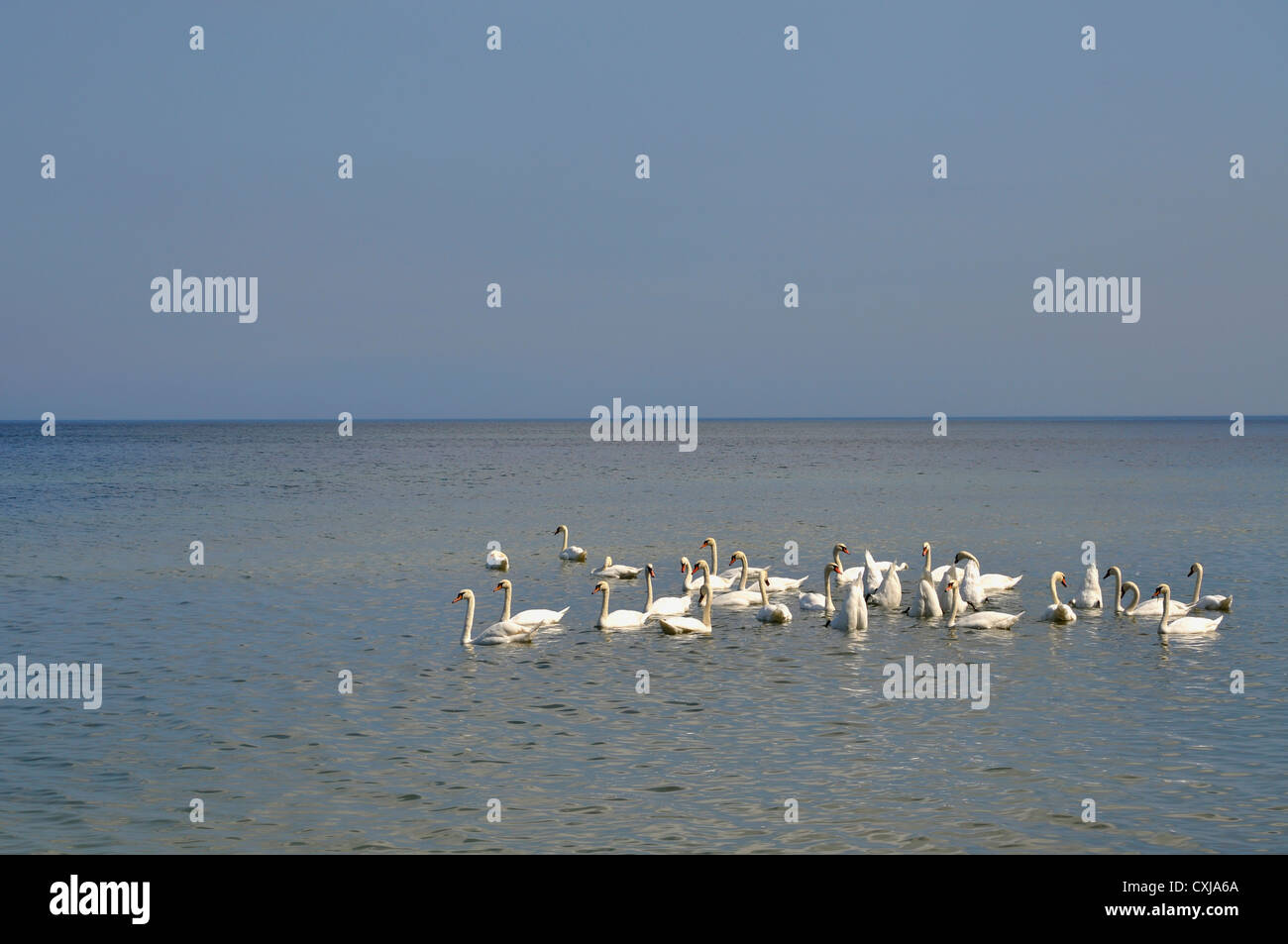 Germany, Swans floating on water at Ruegen Stock Photo - Alamy