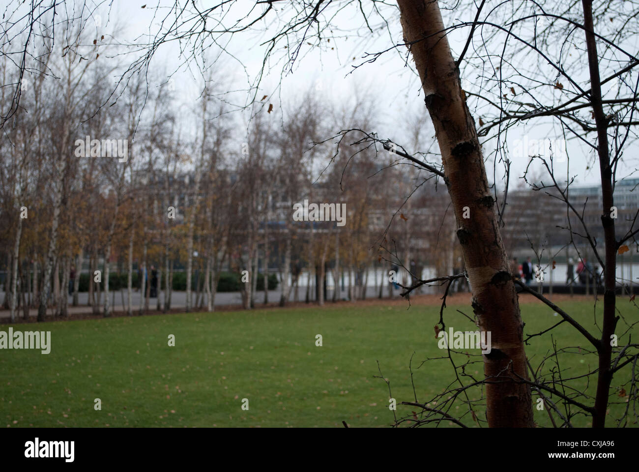 Birch trees outside tate modern hi-res stock photography and images - Alamy