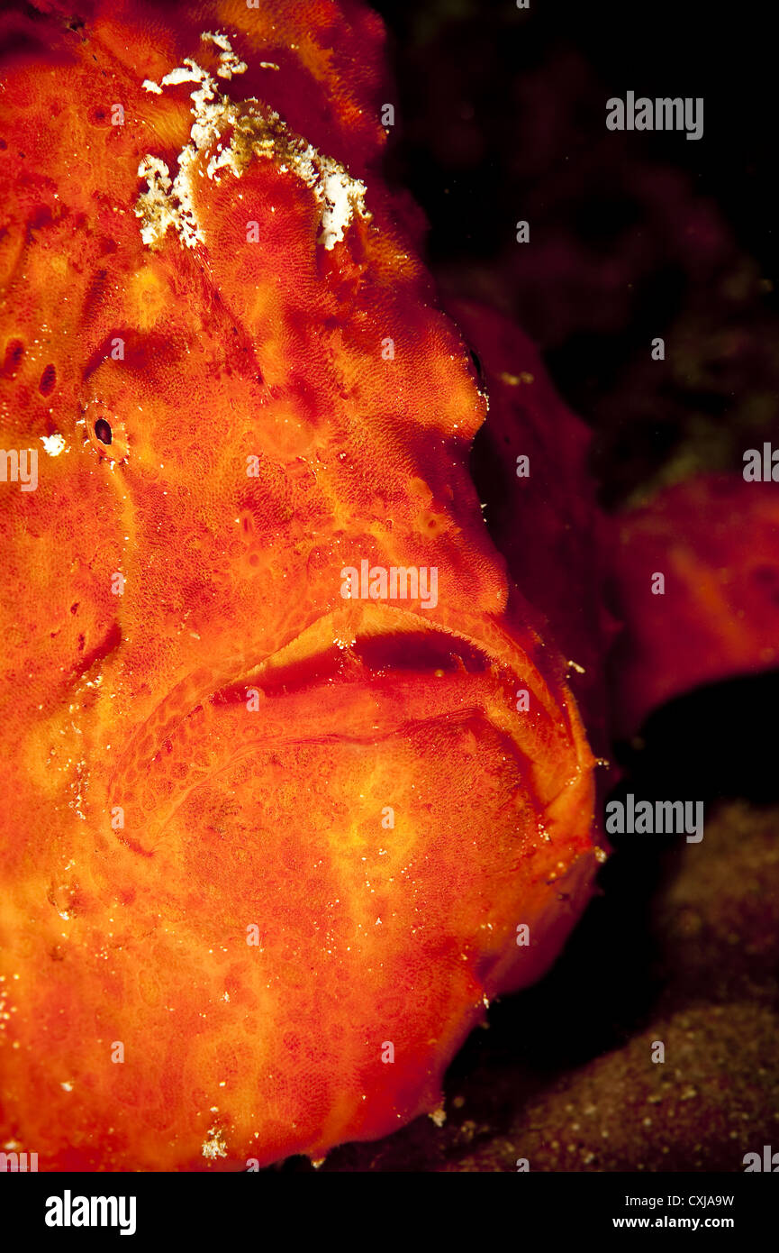 Frog Fish on bottom Stock Photo - Alamy