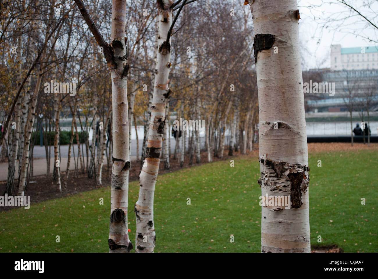 Birch trees outside tate modern hi-res stock photography and images - Alamy