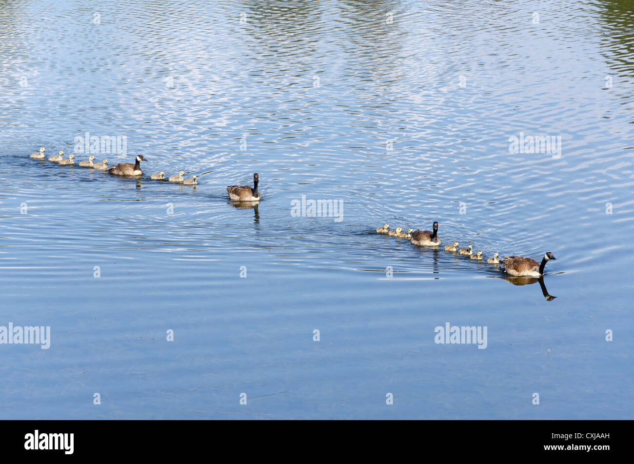 duck in Bryce Canyon in Utah in the United States of America Stock ...