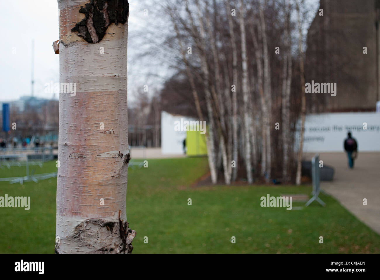 Trunk of silver birch tree with other trees in the background outside ...