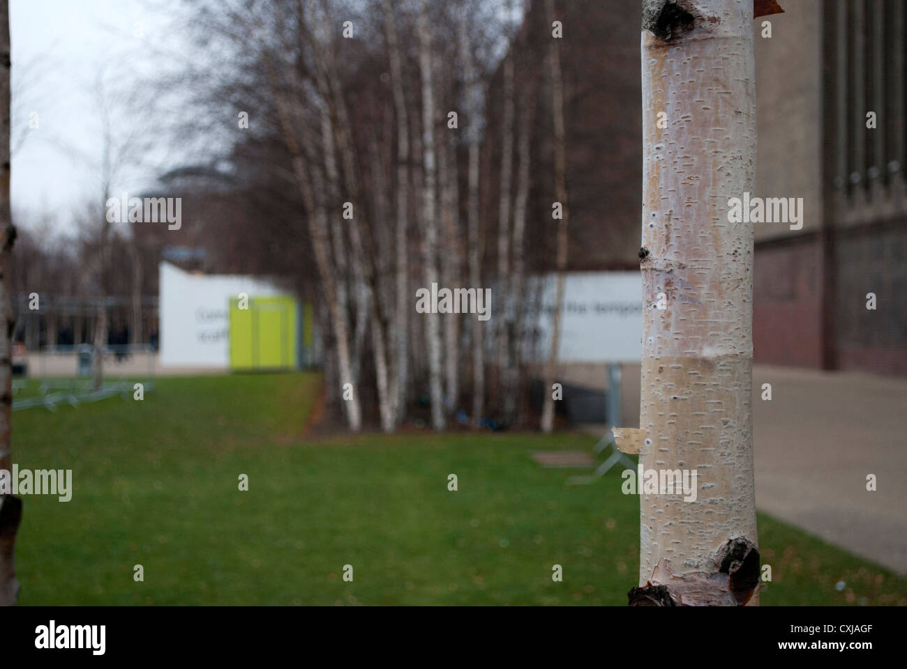 Birch trees outside tate modern hi-res stock photography and images - Alamy