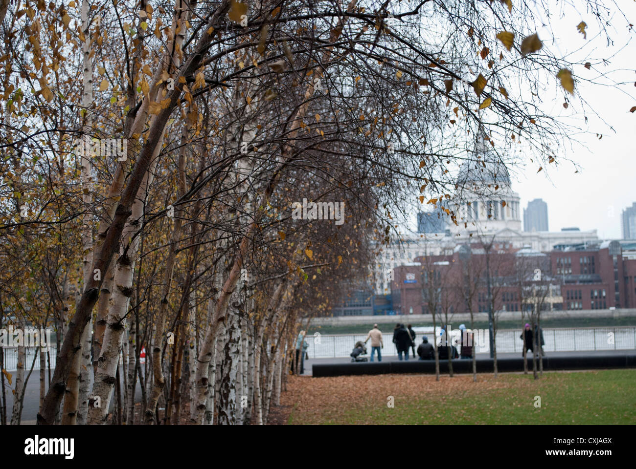 Birch trees outside tate modern hi-res stock photography and images - Alamy