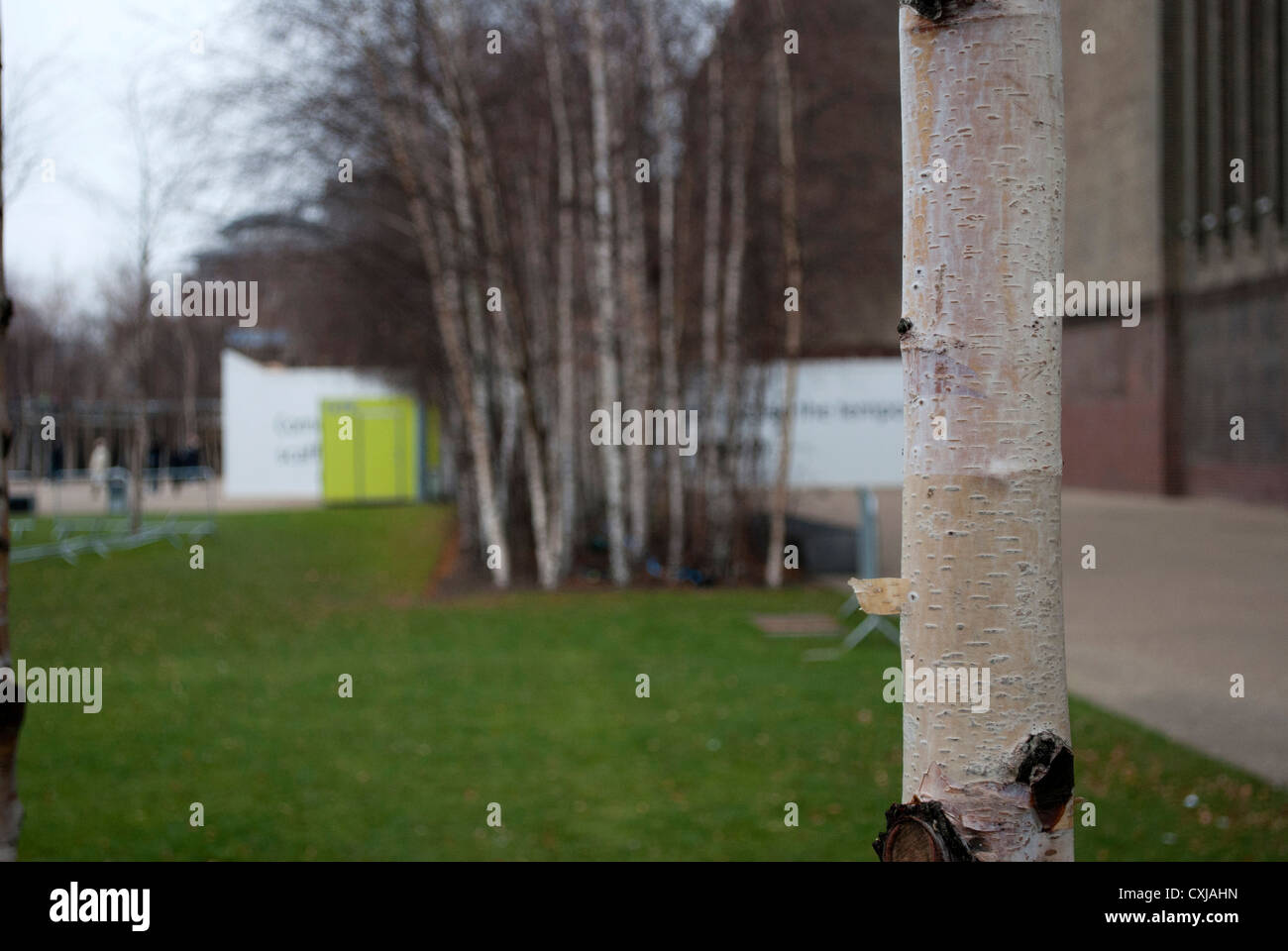 Birch trees outside tate modern hi-res stock photography and images - Alamy