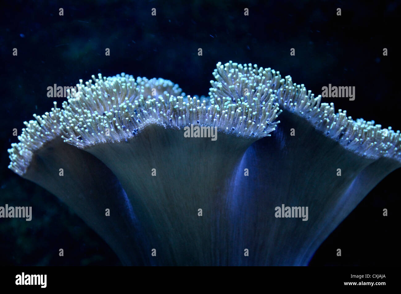 Germany, Bavaria, Munich, Blue coral in aquarium Stock Photo - Alamy