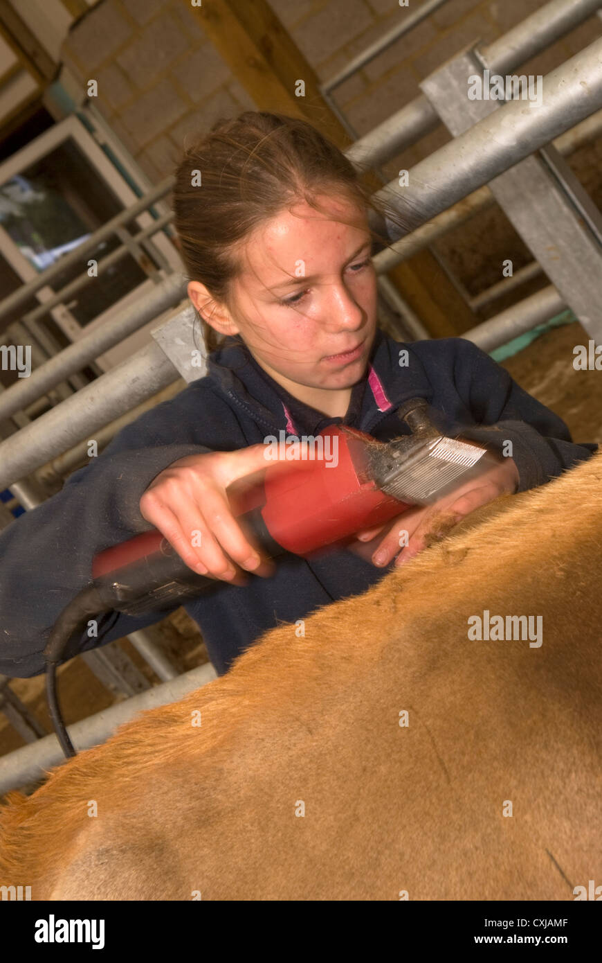 Dairy farm girl uk hi-res stock photography and images - Alamy