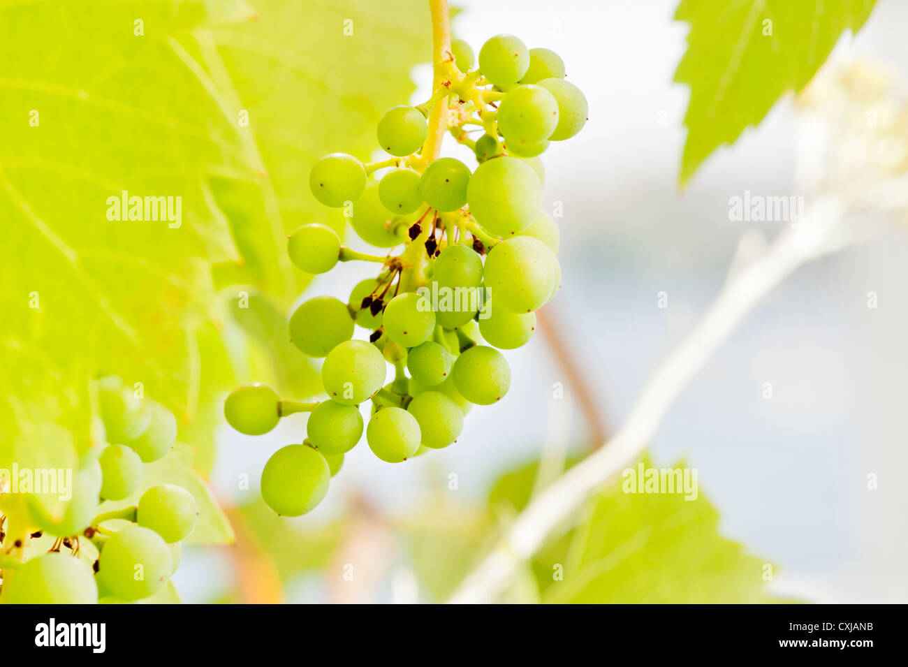 Fruit garden with grape plant in growth Stock Photo - Alamy