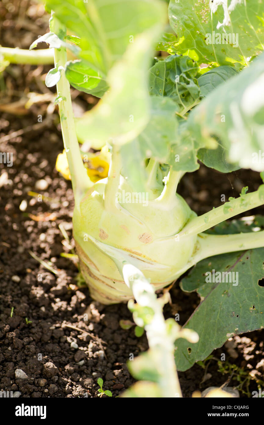 Vegetable garden with Kohlrabi (German turnip Stock Photo - Alamy