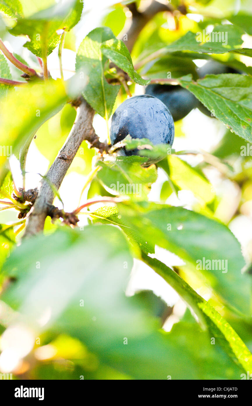 Fruit orchard with closeup of a bullace plum growing in a tree Stock ...