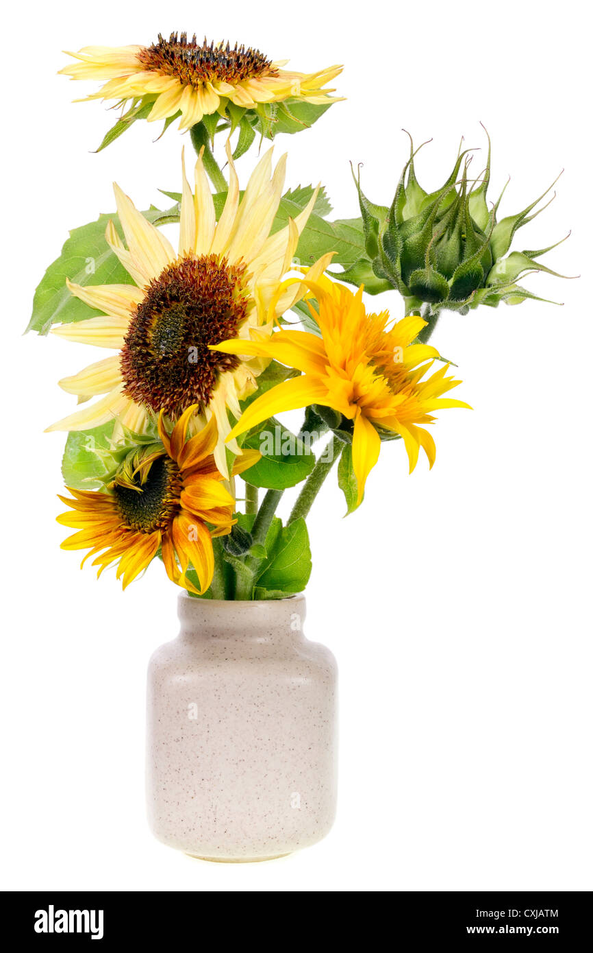 minimalistic bouquet number 9 - mini yellow sunflowers in ceramic pot ...