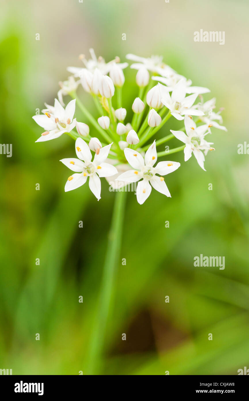 Closeup of blooming Garlic chives Stock Photo - Alamy