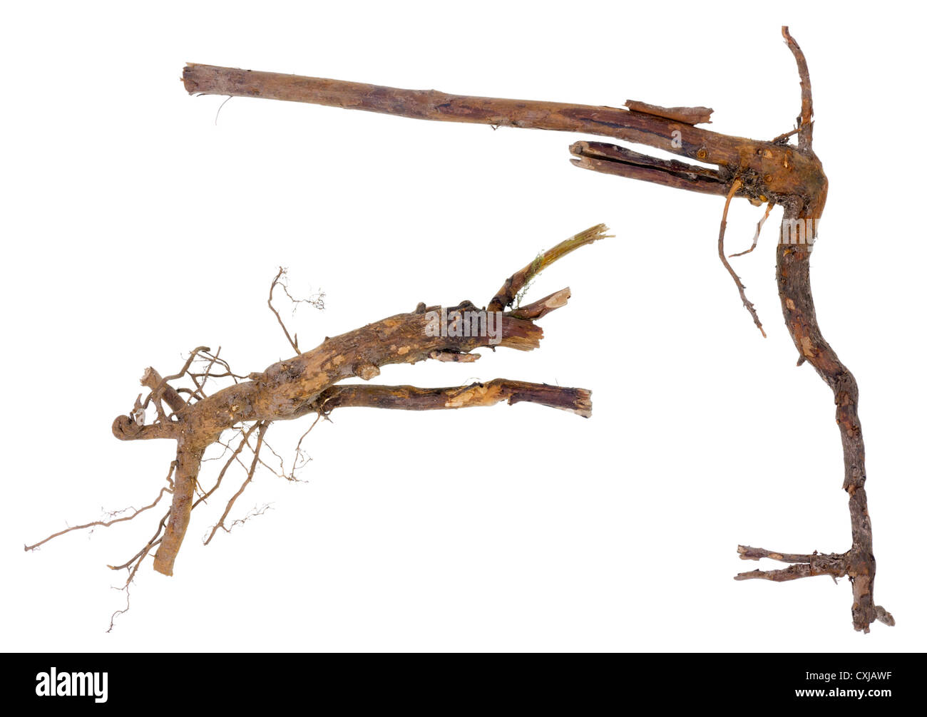 Roots From Tree Branch Stock Photos & Roots From Tree Branch Stock ...