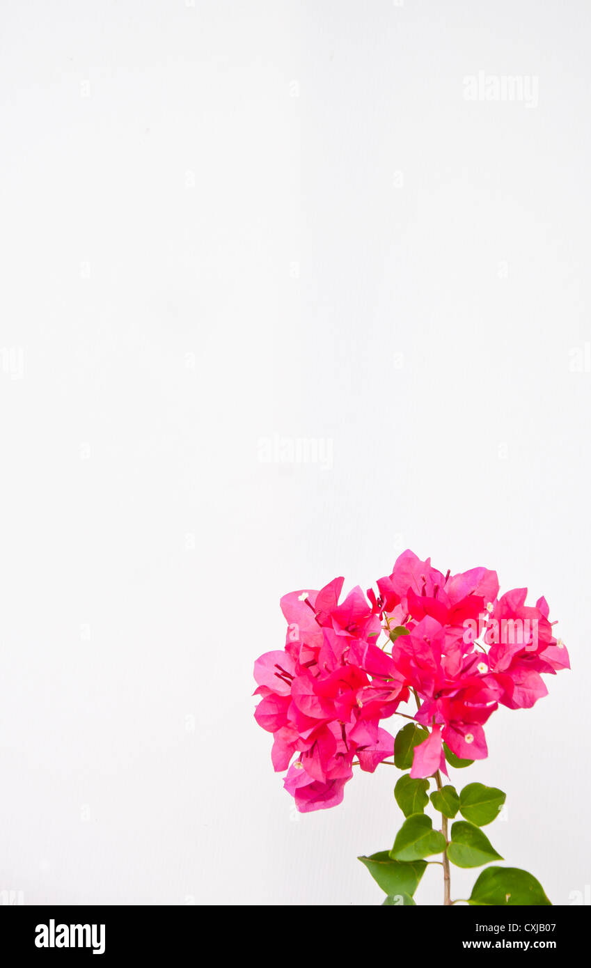 peper flower on white background Stock Photo - Alamy