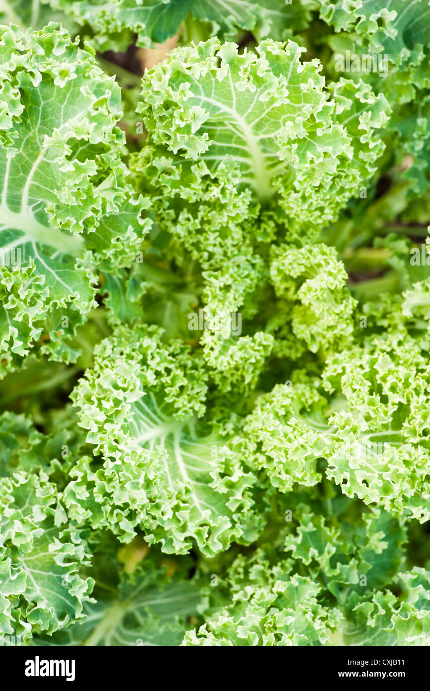 Closeup of Kale cabbage growing in a vegetable garden Stock Photo - Alamy