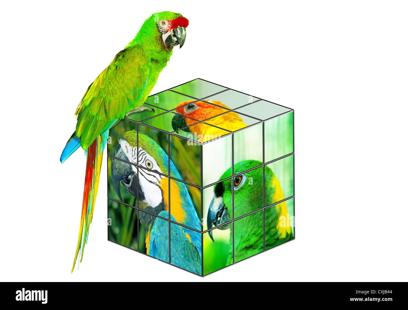 Parrot sitting on the cube Stock Photo - Alamy