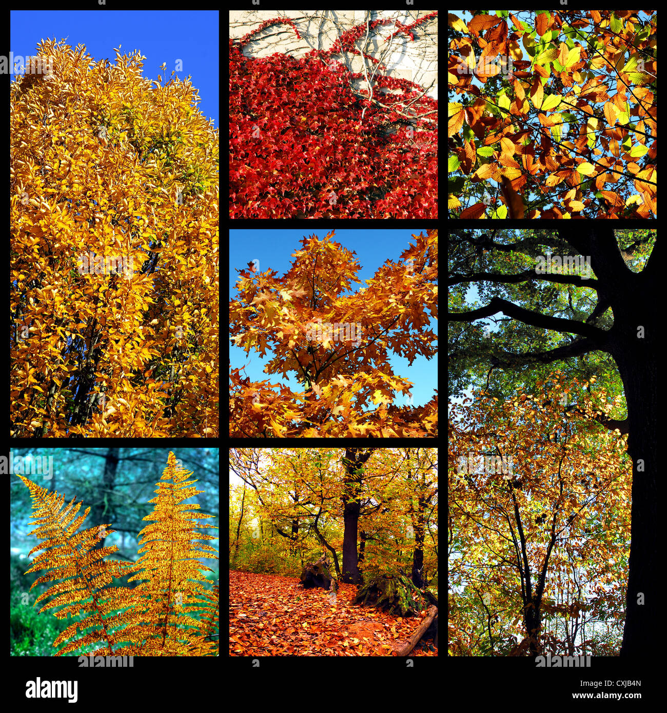 Seven photos of foliage of trees and fern in autumn Stock Photo - Alamy