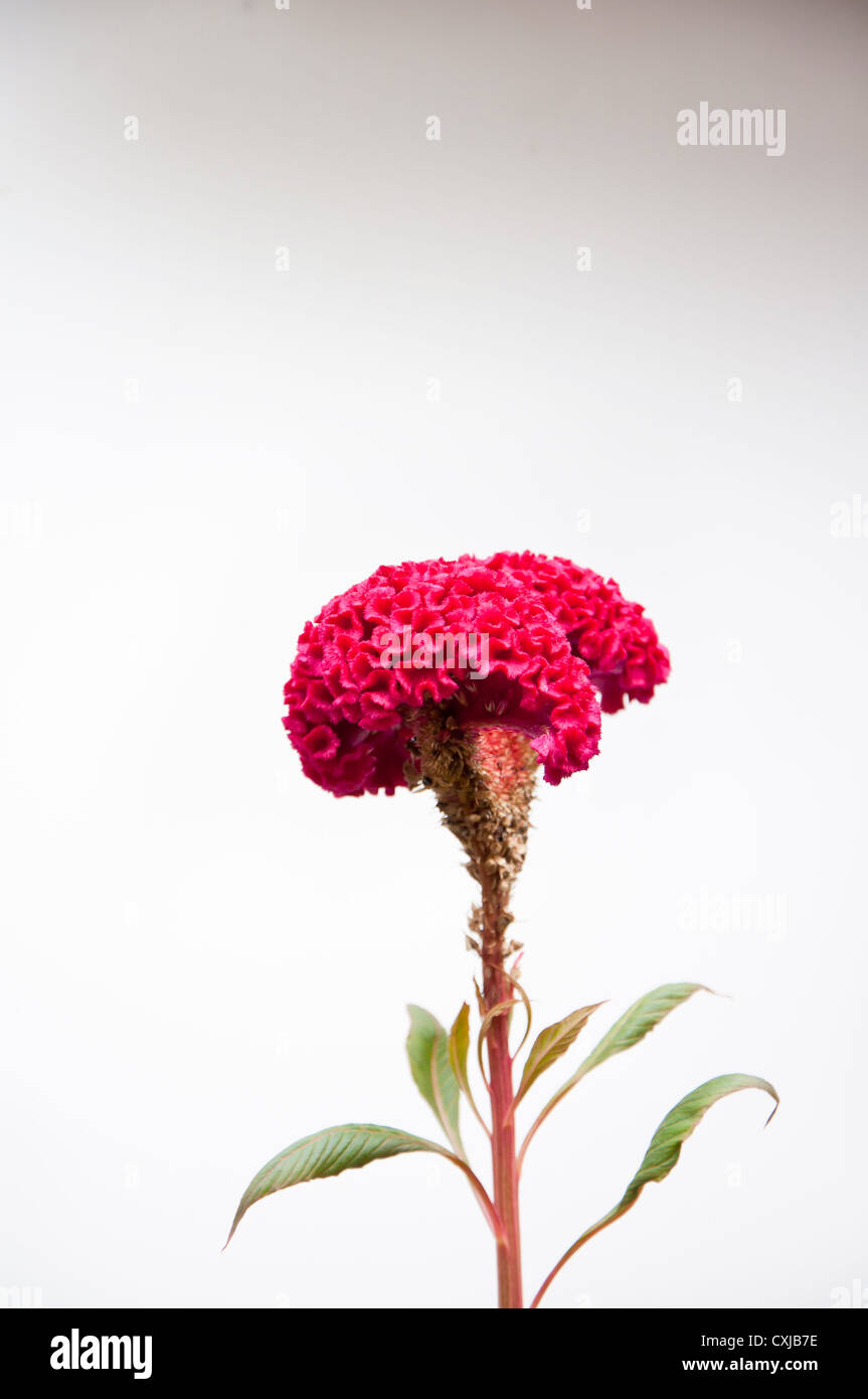 red cockscomb on white background Stock Photo - Alamy