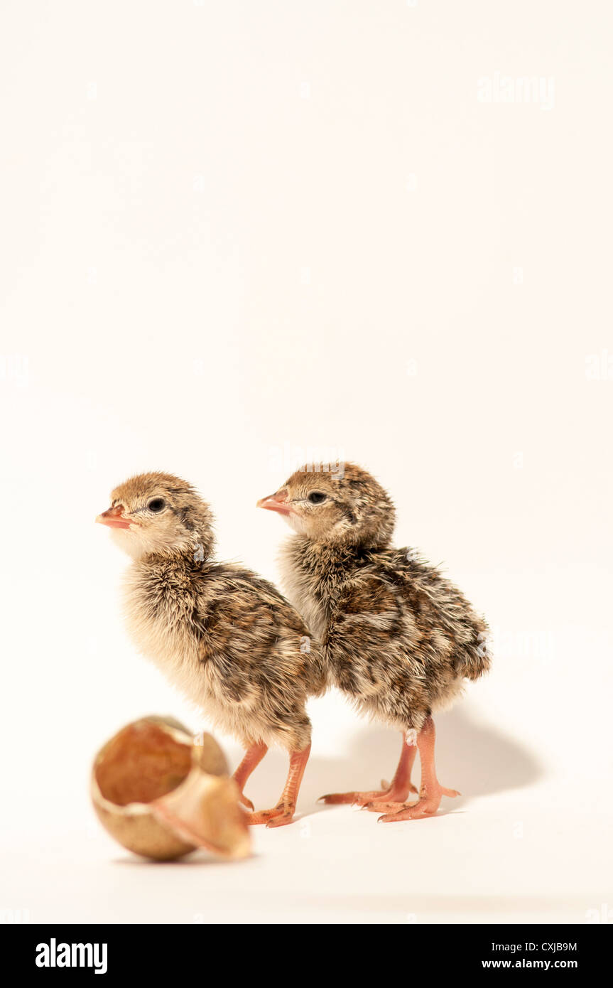 Baby partridge hi-res stock photography and images - Alamy