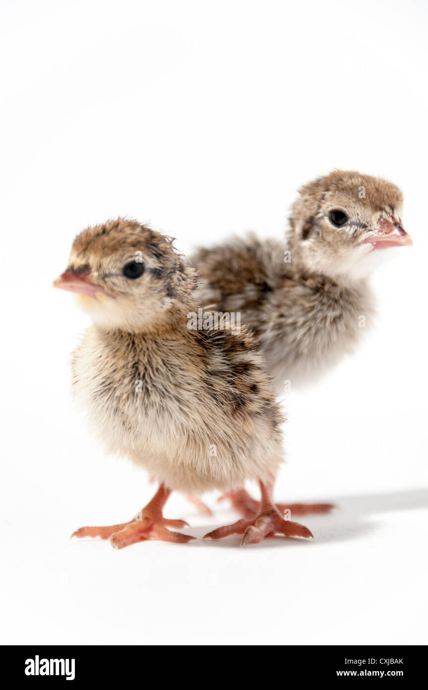Red legged partridge eggs hi-res stock photography and images - Alamy