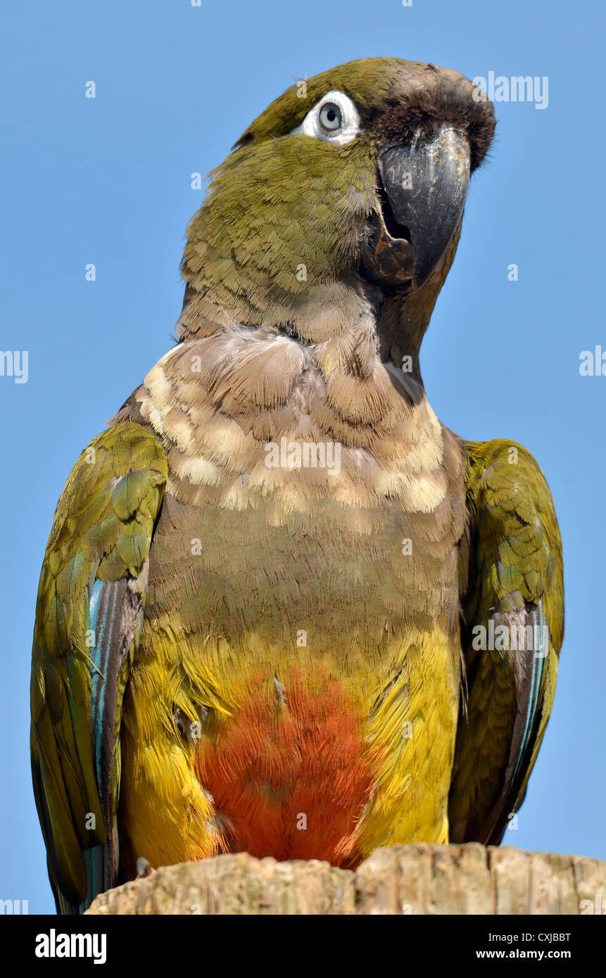 Portrait Burrowing Parrot (Cyanoliseus patagonus) on the blue sky ...