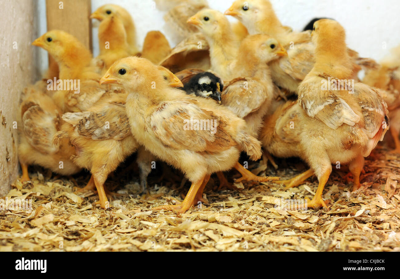 Layer chicks hi-res stock photography and images - Alamy