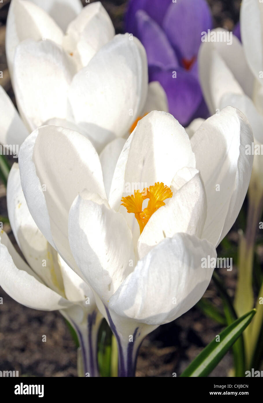 white crocus in the sun Stock Photo - Alamy