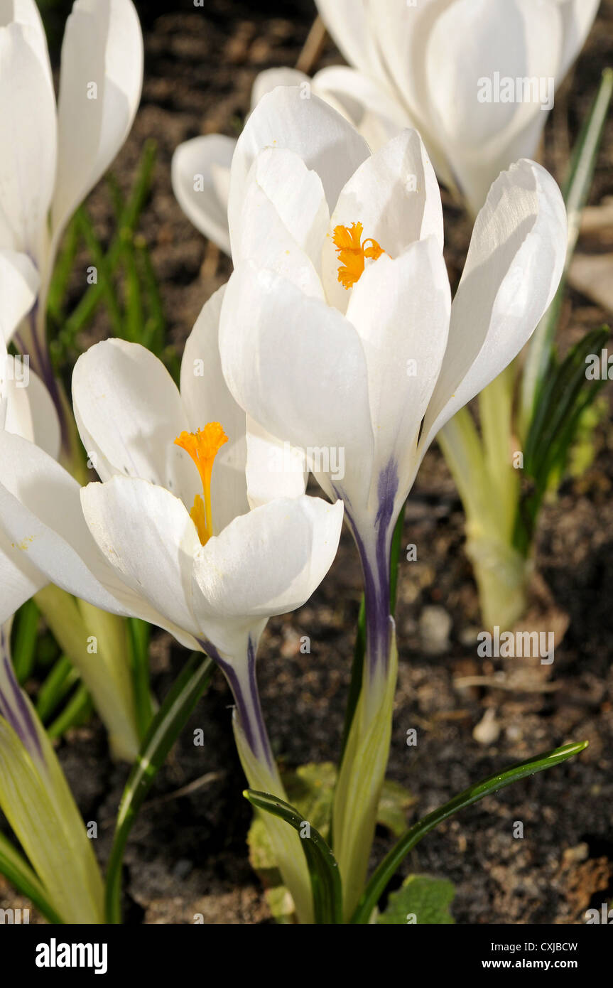 white crocus in the sun Stock Photo - Alamy