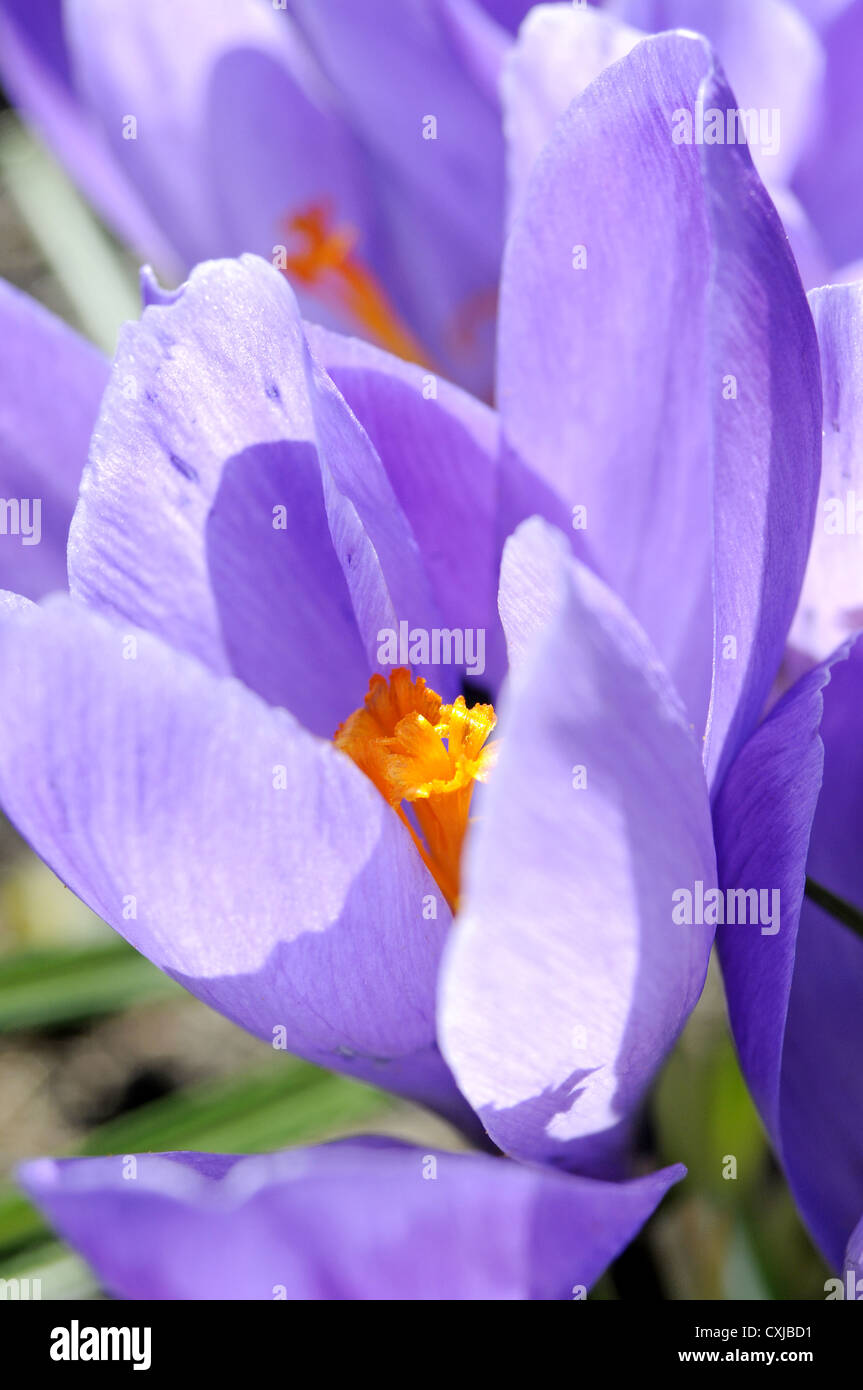 Blue crocus hi-res stock photography and images - Alamy