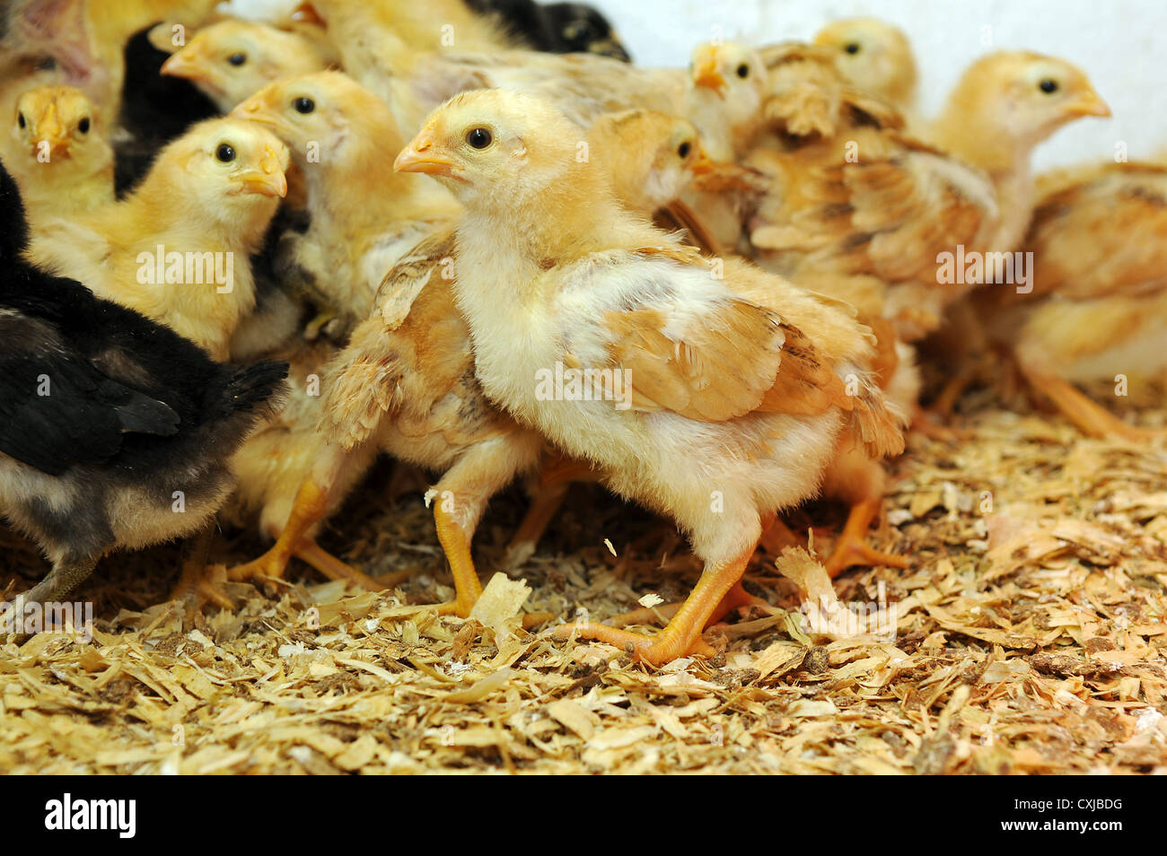 Layer chicks hi-res stock photography and images - Alamy