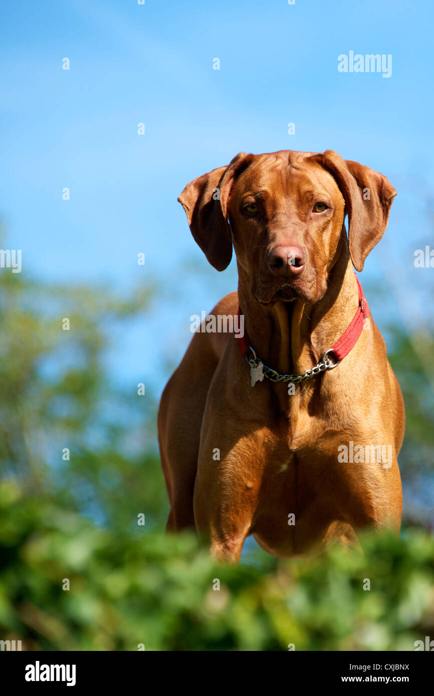 Rhodesian Ridgeback dog on guard and staring at the photographer Stock ...