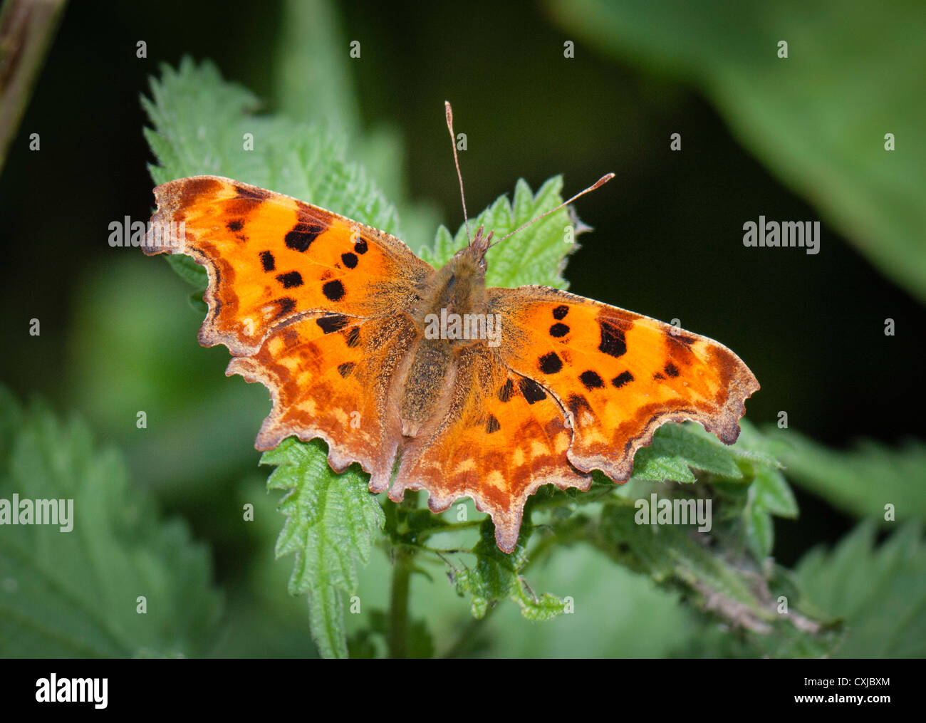 Comma Butterfly, (Polygonia c-album), on Leaf, Weymouth, Dorset ...