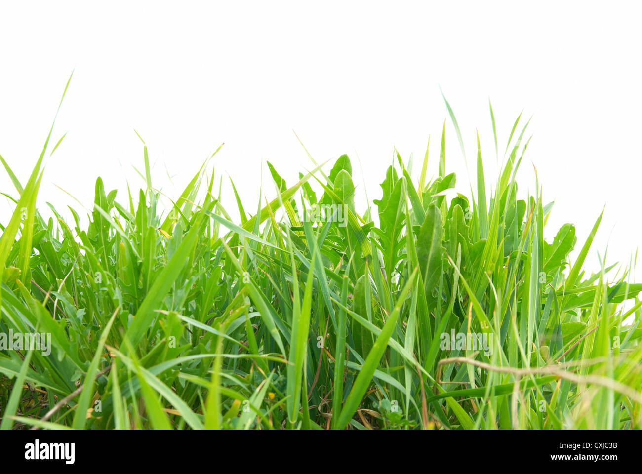 Green grass isolated Stock Photo - Alamy