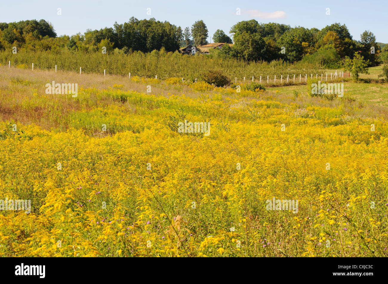 Wildflower country hi-res stock photography and images - Alamy