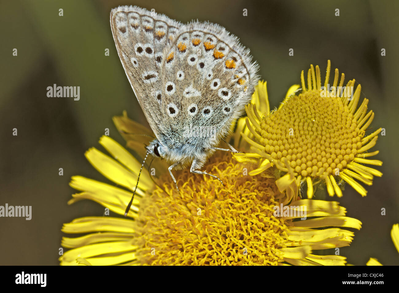 UK Berkshire Common Blue Butterfly Stock Photo - Alamy
